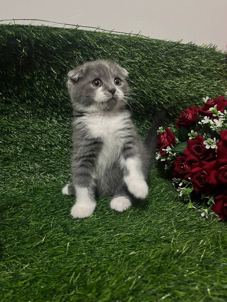 Ширин мушикчалар сотилади