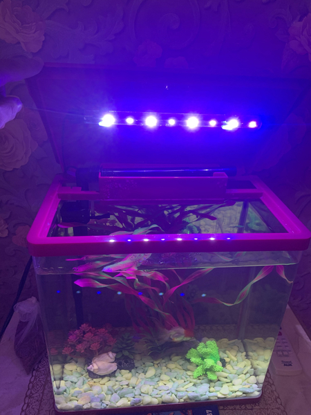 Yengi akvarium balig’lari bilan
