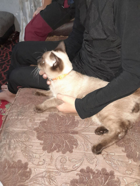 Сямский кот вязка
