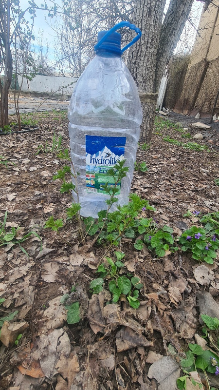 Саженцы Калины крупноплодной