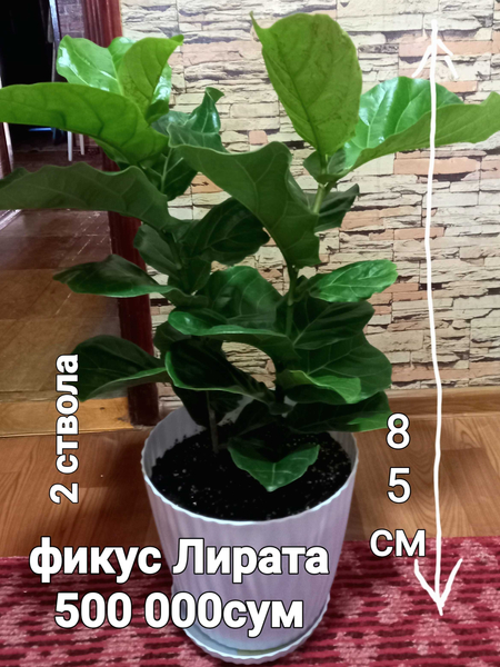 Продаётся фикус лировидный - Лирата