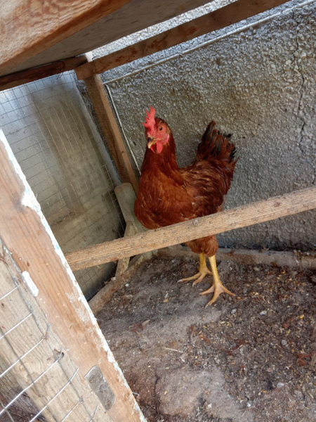 Hashaki xoʻroz 5 oylik
