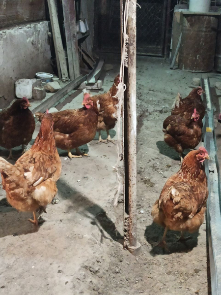 Продаю домашние курицы несушки