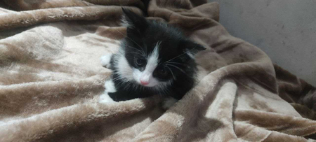 Котята домашние.