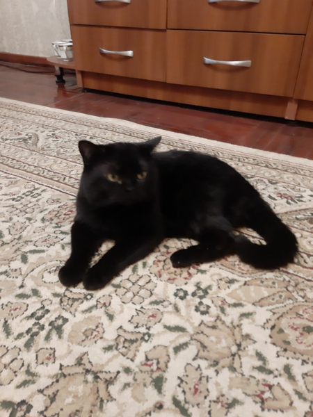 Вязка Скотиш СТРАЙТ