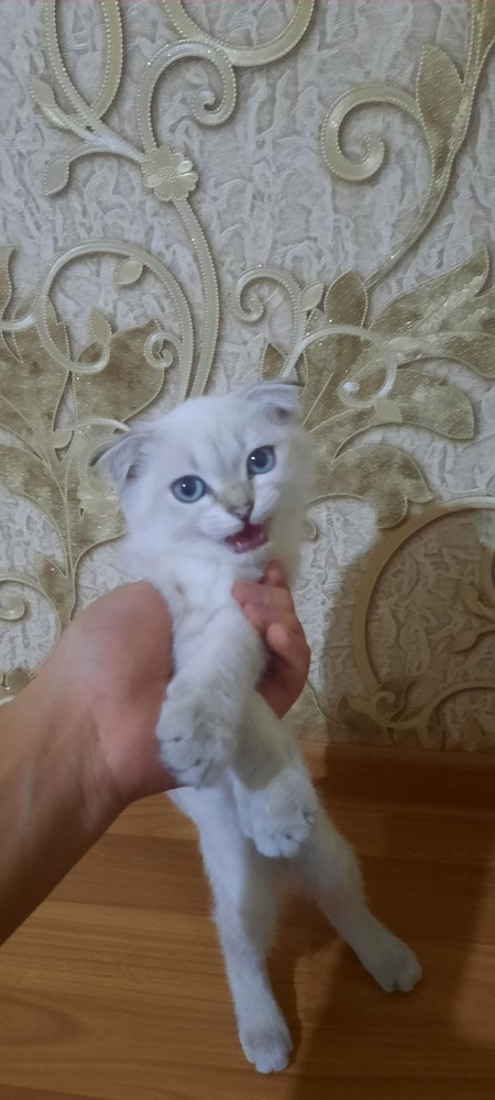 Scottish fold ogil 2 oyli