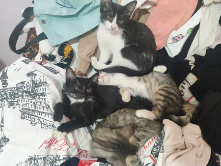 Отдам котят даром в добрые руки. С доставкой!!;