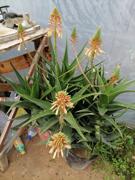 Aloe guli,  gullidan navidan