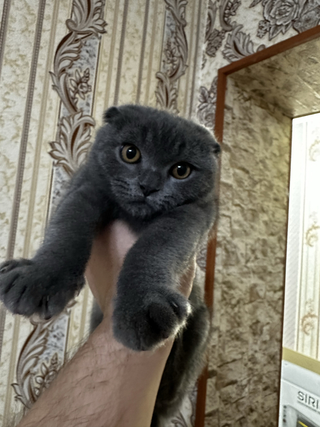 Продается скотиш фоолд