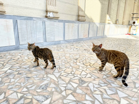 бенгальские кошки