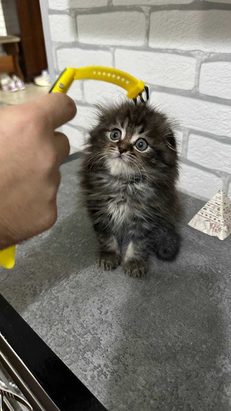 Котенок скоттиш фолд