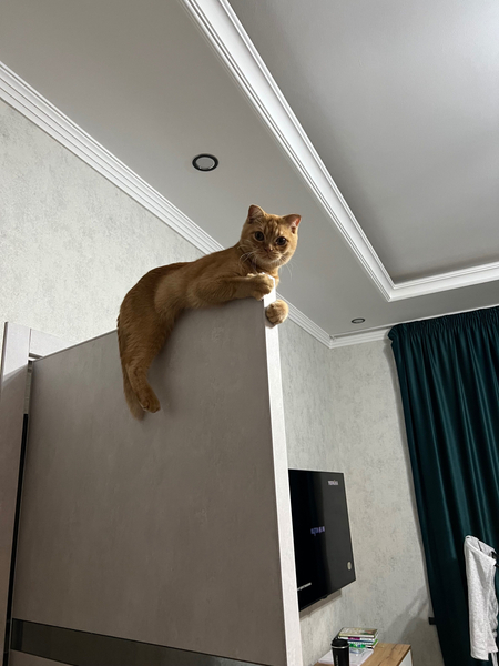 Отдам кота бесплатно в хорошие добрые руки