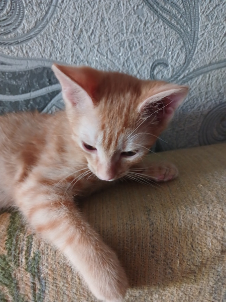 Котёнок 4 месяца, рыжая морда) очень классный игривый деловой, лоток +