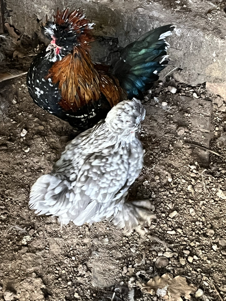 Продаётся пара японской и китайской породы