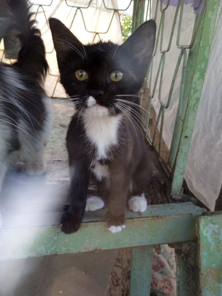 Отдам даром котят