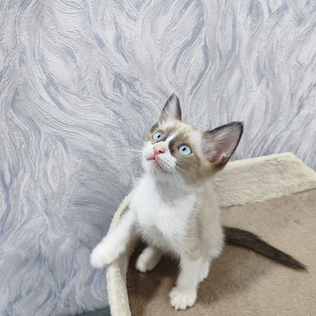 Сиамские котята Сноу -шу.