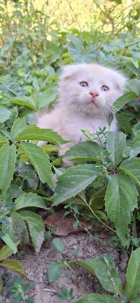 Продаются котёнок  вислаухии