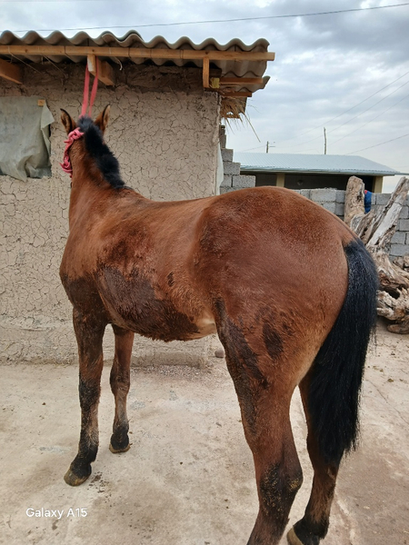 Hamma narsa siga javob beraman