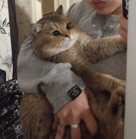 Вязка шикарный кот золотой шиншилы