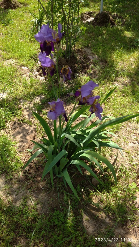 Сдается семейная дача с мая месяца, для полноценного отдыха на природе