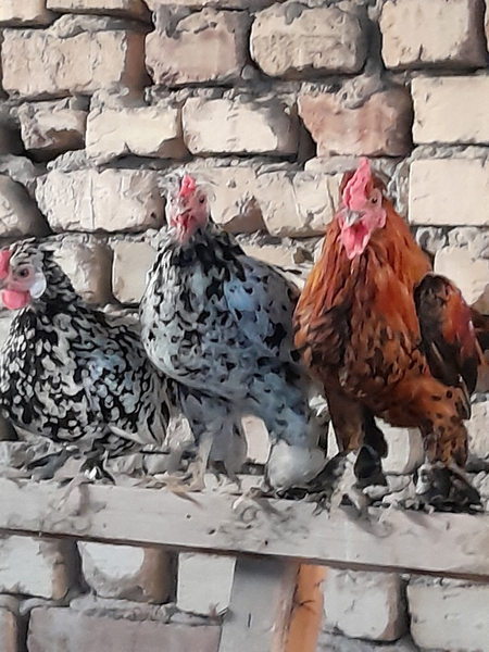 курачки продаются и петух