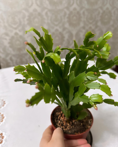 Шлюмбергера (декабрист)