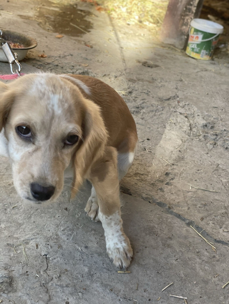 Ovchi kuchuk bolasi 3oylik [spaniel] qoni tozasi