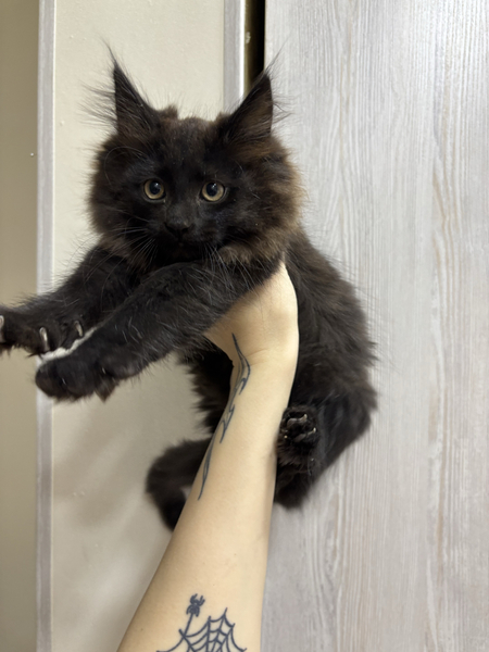 Котята смесь Мейкун