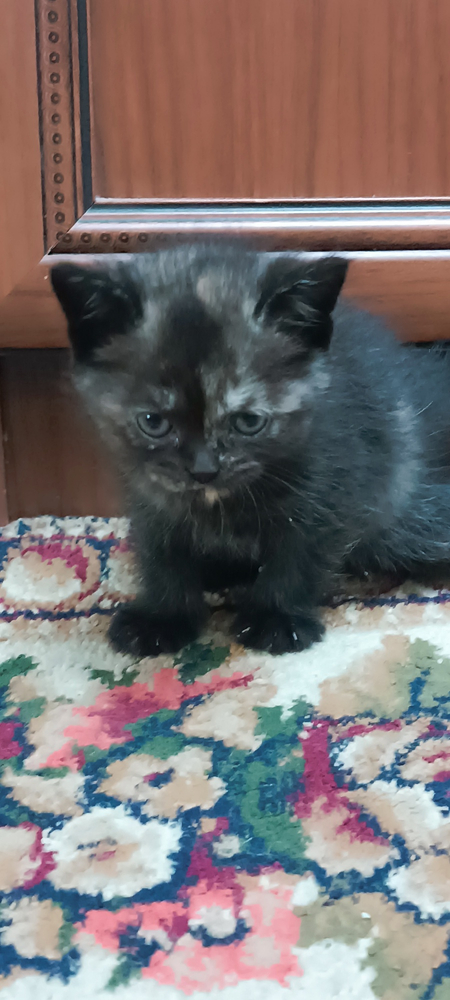 Кошка с котятами, Скоттиш - страйт.