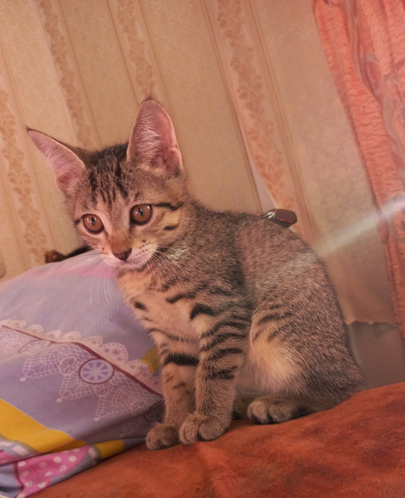 Отдам даром котенка