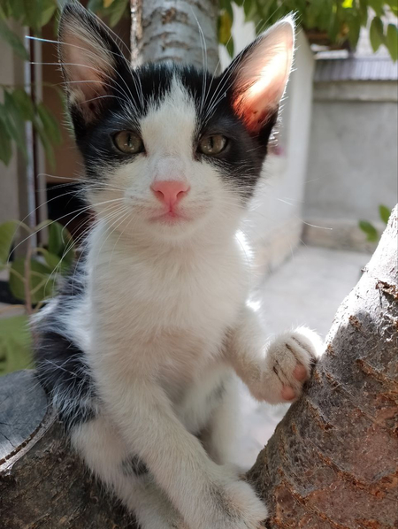Бесплатно. Котята в хорошие руки