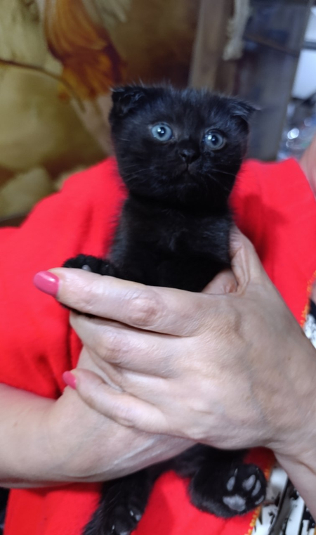 Продается вислоухий котенок