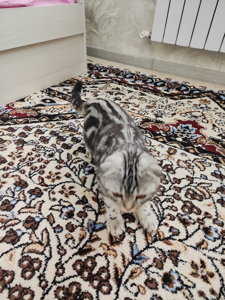 Mushuk sotiladi skottish fold mramirni