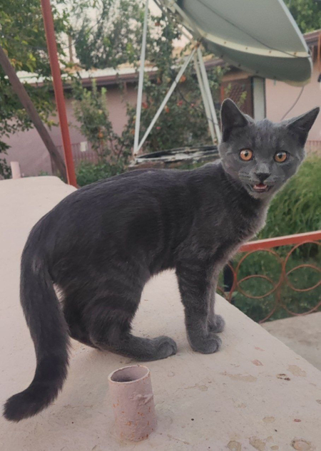 Mushuklar srochniga sotiladi