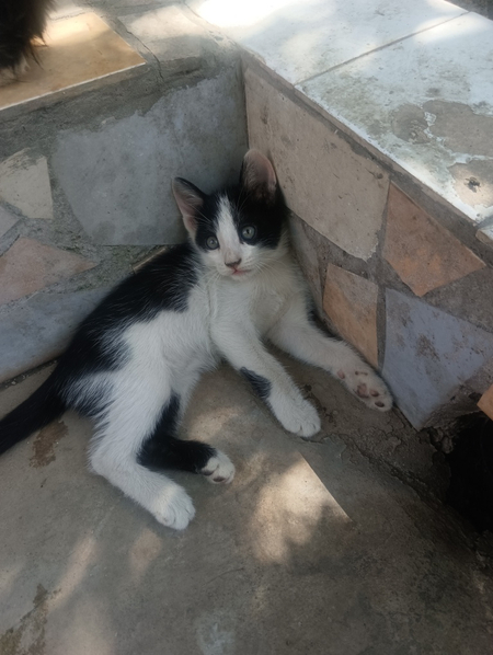 Отдам даром котят