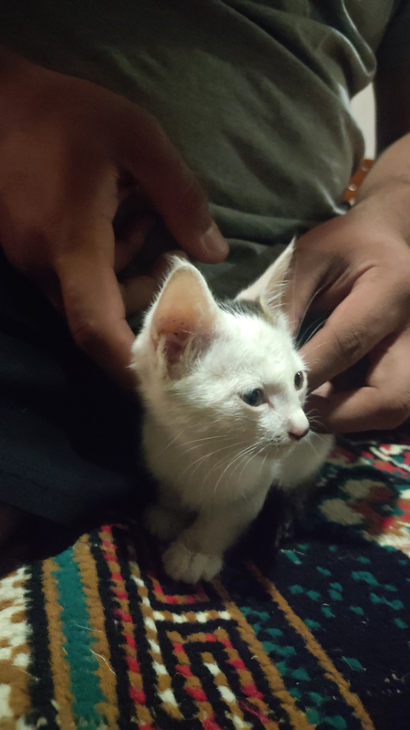 Котенок даром в хорошие руки