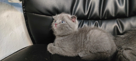 Котенок Скоттиш Фолд Девочка