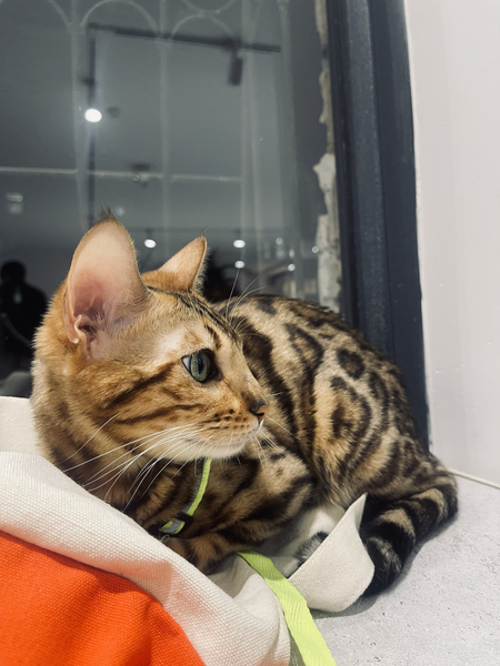 Бенгальская кошка