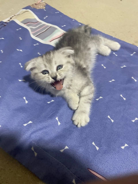 Шотланский висло уха