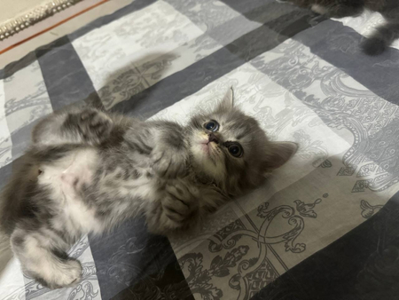 Шотландский вислоухий скоттиш страйт девочка