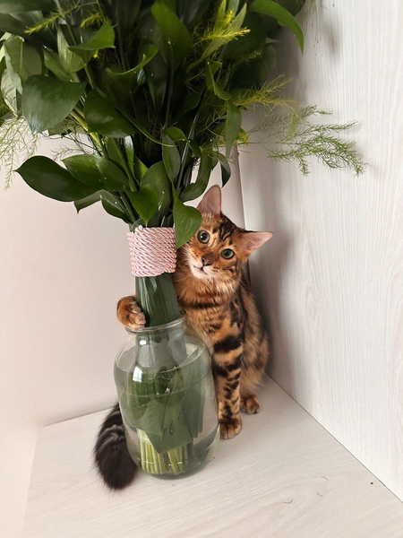 Продаю бенгальского котенка