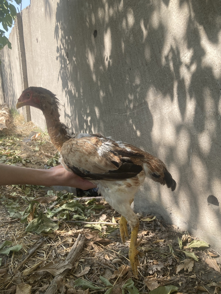 Dakan turk aralash ispan zoti