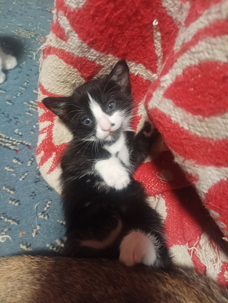 Милые котята      .