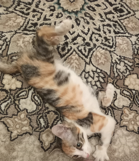 Отдам котёнка в хорошие руки