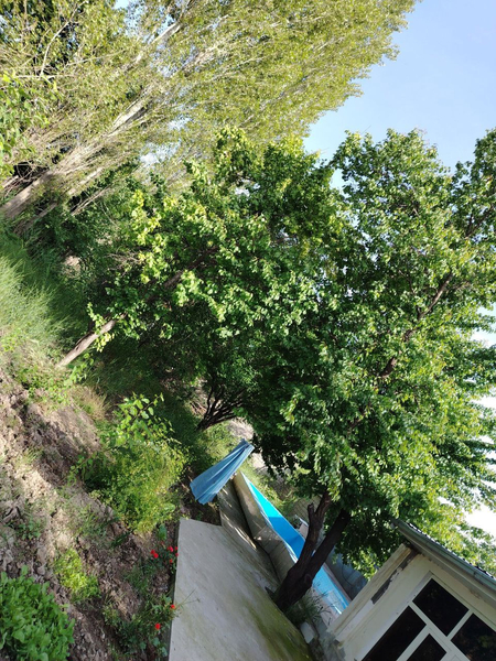 Davosi toza turli xil daraxtlari bor