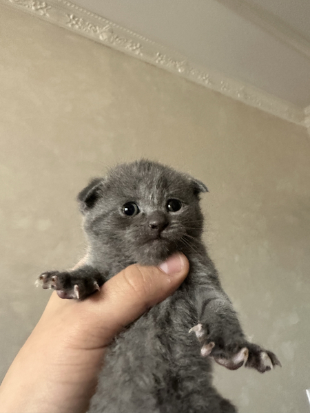 Toza parodali aniq rasmdegilari bor