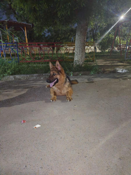 It sotiladi Yaxshi it oʻrgatilgan aqilli it zotor it sotiladi