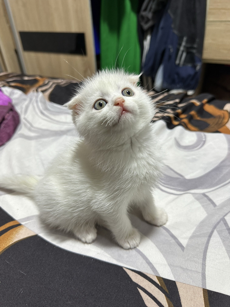 Скотиш фолд 45 дней