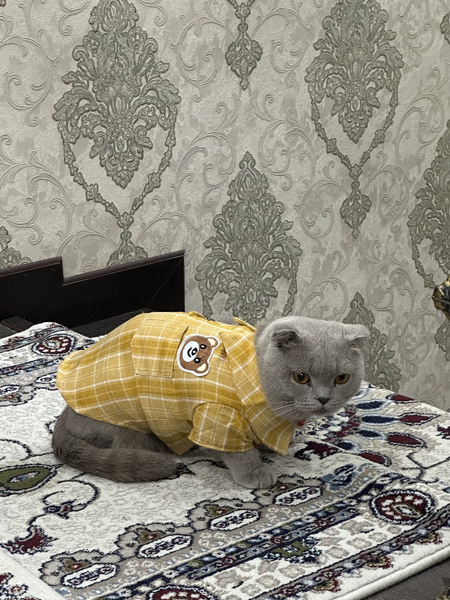 Скоттиш Фолд сотилади
