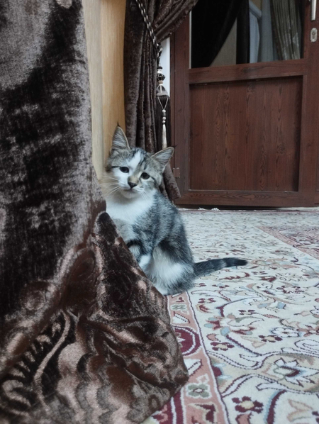Срочно продаёться котят